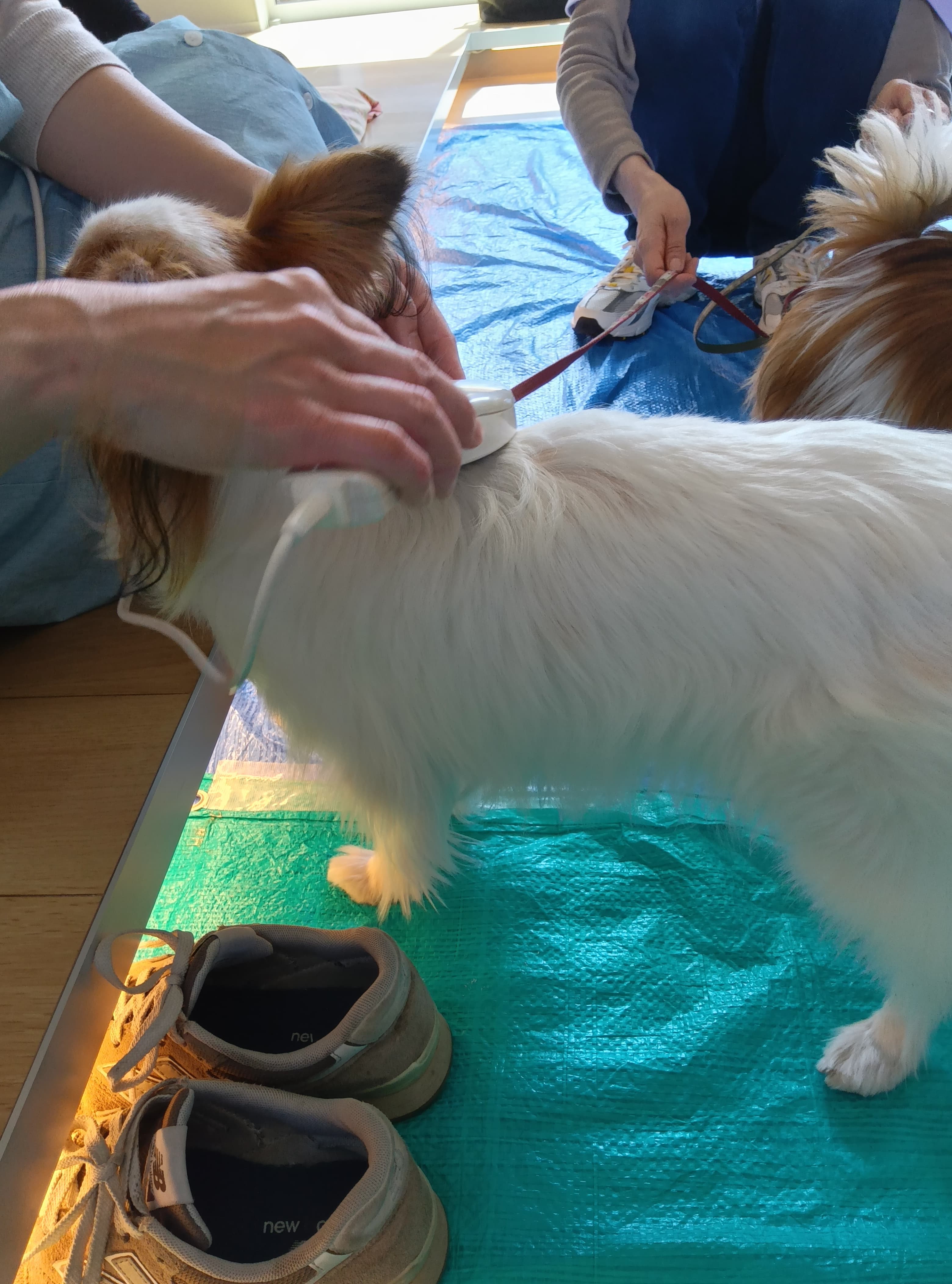 【アイフルホームのあそべる家】ONE STEP HOME 2025年4月17日(木)【イベントレポート】 スタッフブログ 株式会社ジーエイチエス(GHS)公式HP 新築からリフォームまで ジー ...